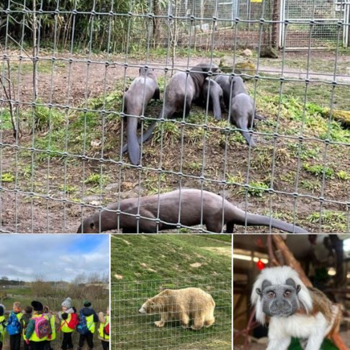 Holgate Primary and Nursery - Year 1 Visit to Yorkshire Wildlife Park